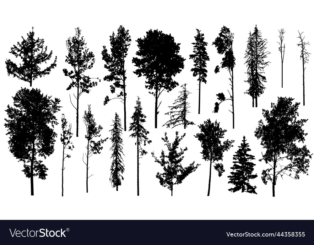 Coniferous and deciduous forest trees bare trees Vector Image Coniferous and deciduous forest trees bare trees Vector Image