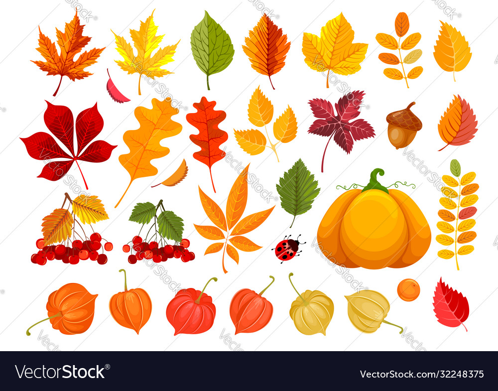 Fall leaves and autumn objects set Royalty Free Vector Image