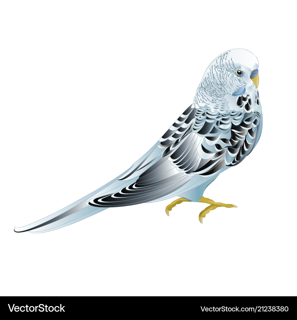Blue pet parakeet budgerigar or budgie Royalty Free Vector