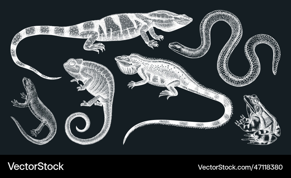 Sketched animals collection in sketch style Vector Image