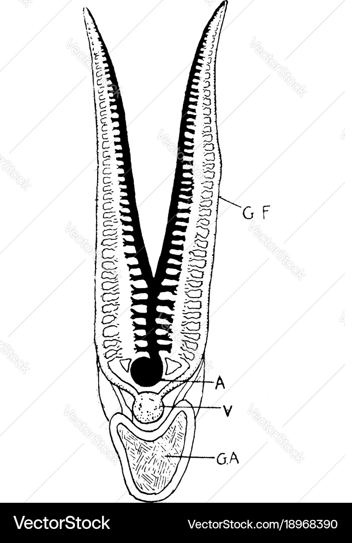 Teleostean gill vintage Royalty Free Vector Image