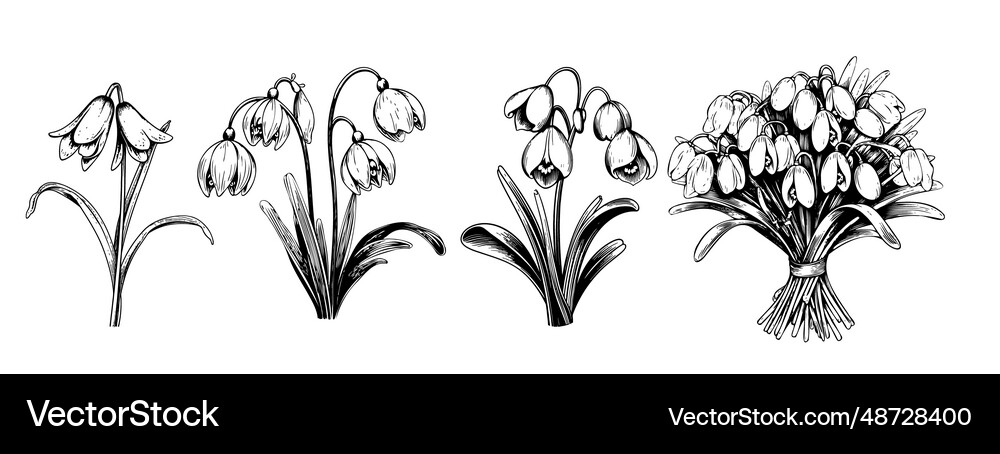 Snowdrops set flower sketch hand drawn Royalty Free Vector
