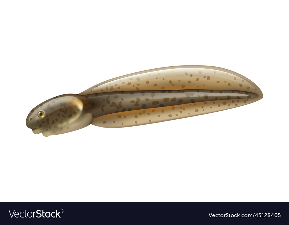 Frog tadpole lifecycle composition Royalty Free Vector Image