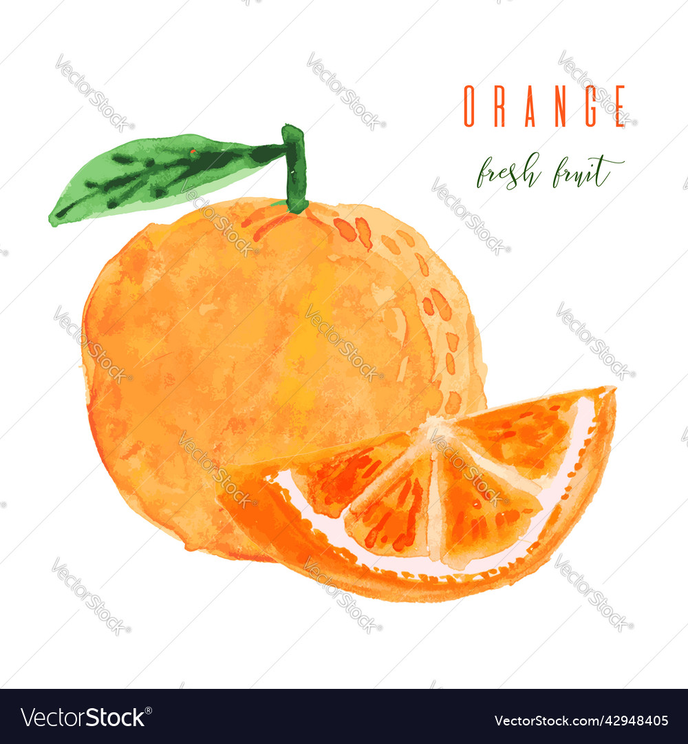 Orange fruit hand paint watercolor Royalty Free Vector Image