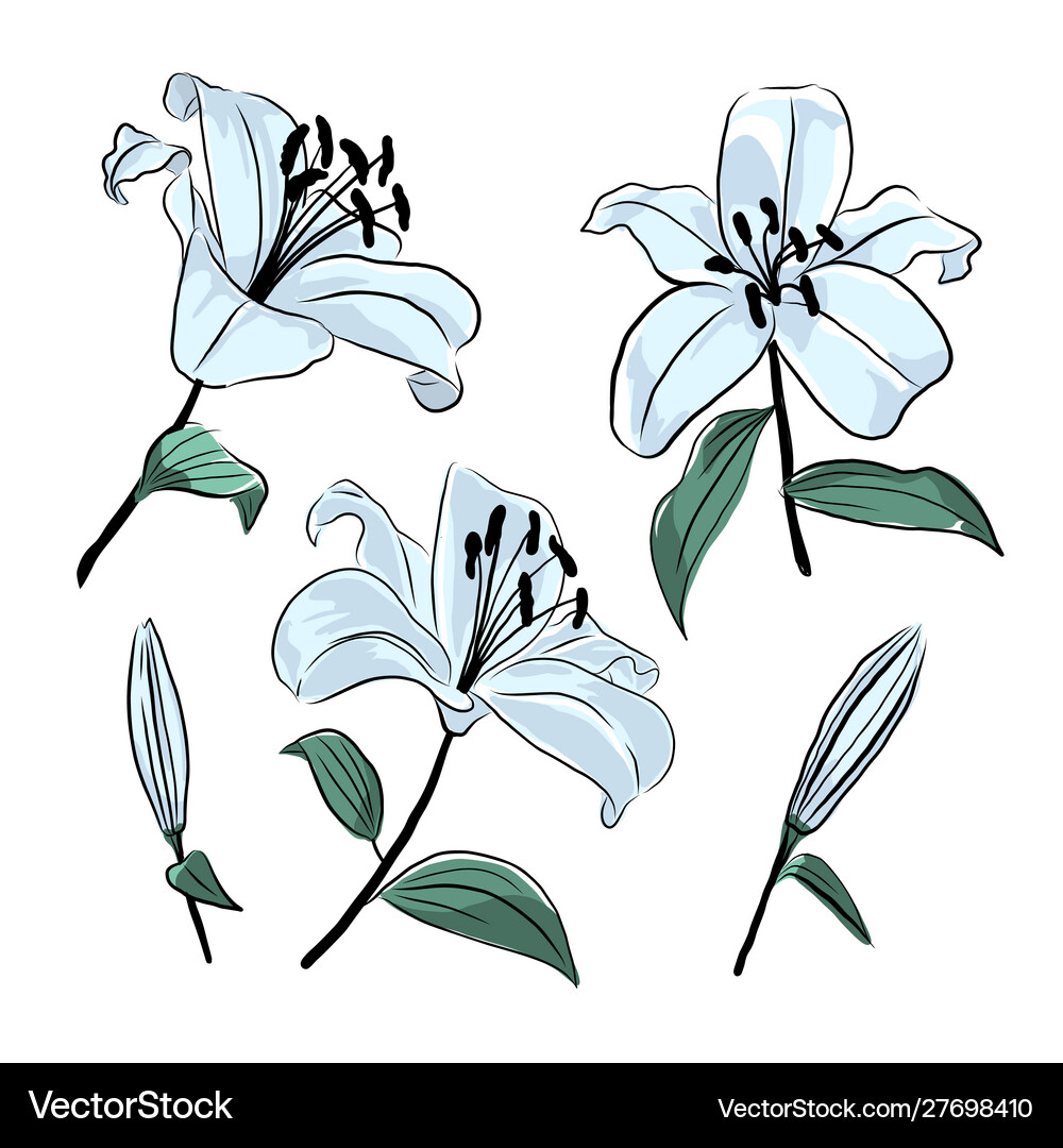 Lilies flowers botanical drawing isolated Vector Image