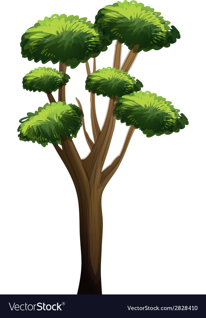 Tree Royalty Free Vector Image - VectorStock