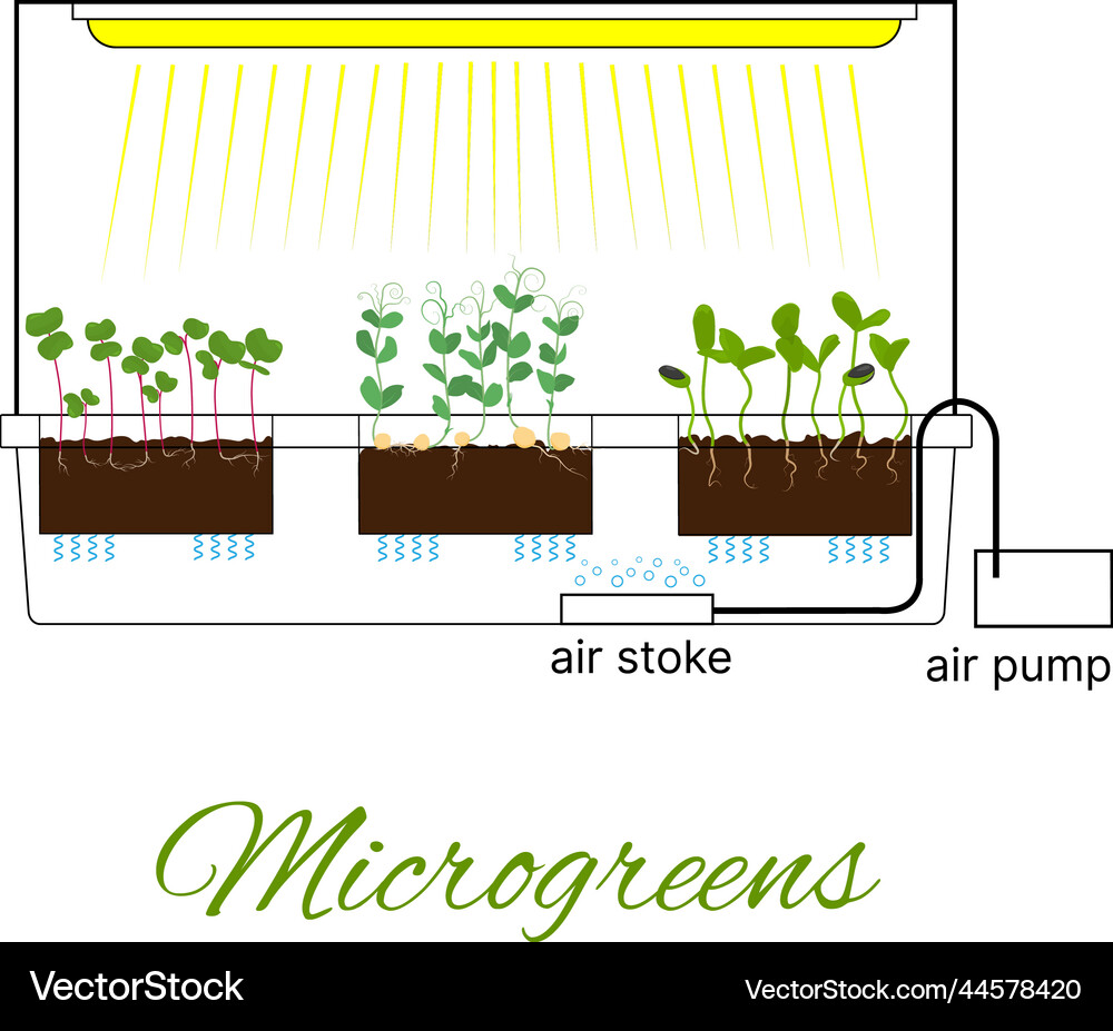 City farm for growing microgreens Royalty Free Vector Image