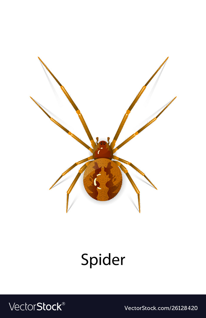 Spider Royalty Free Vector Image - VectorStock