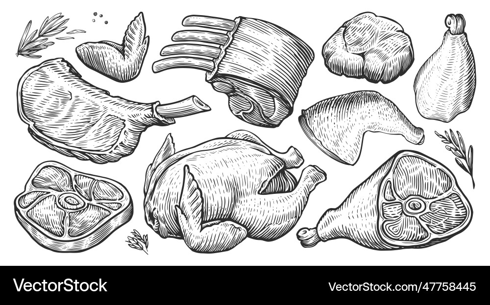 Meat collection sketch engraved style hand drawn Vector Image