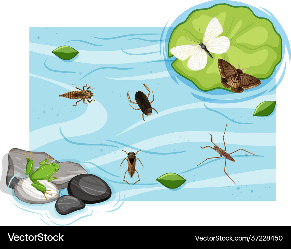 Top view aquatic insects in pond Royalty Free Vector Image
