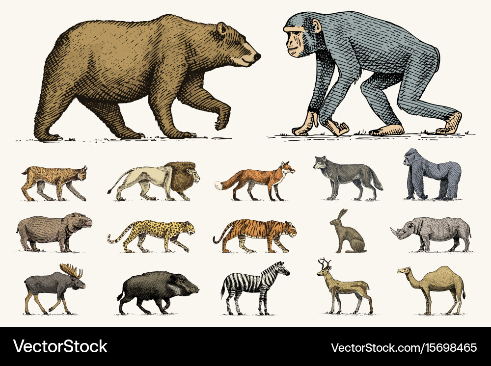 Gorilla moose or eurasian elk camel and deer Vector Image