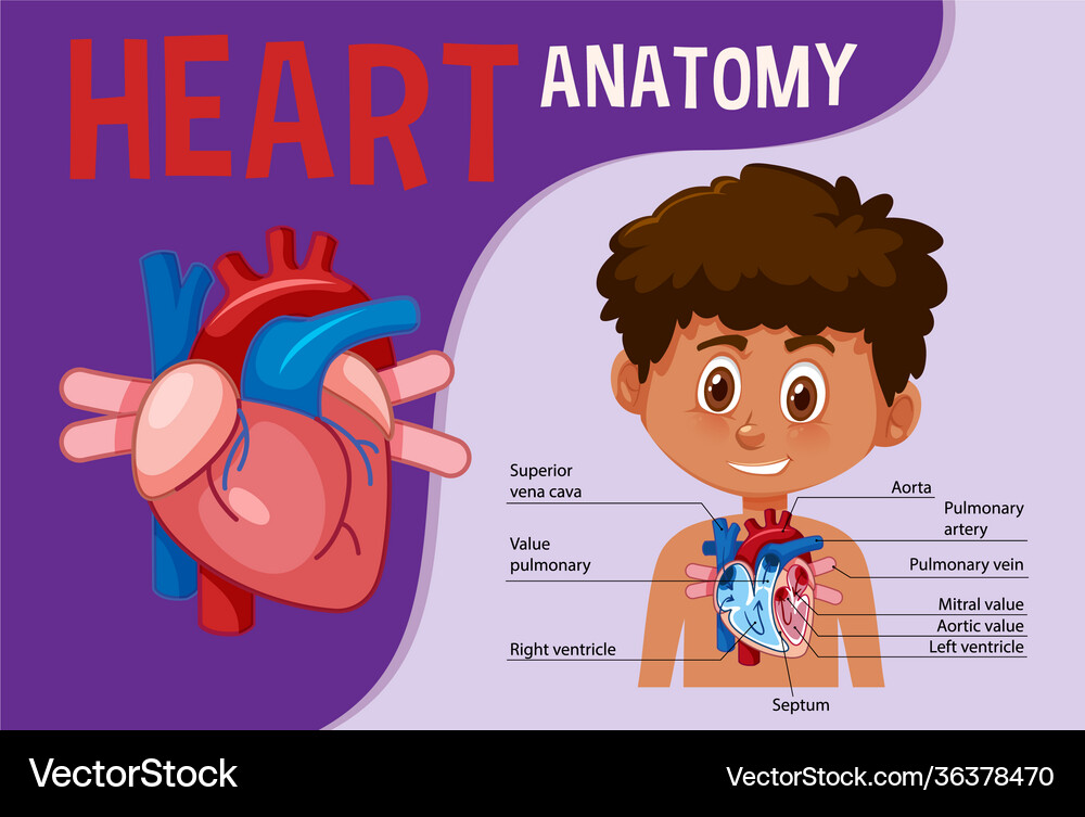 Information poster human heart diagram Royalty Free Vector