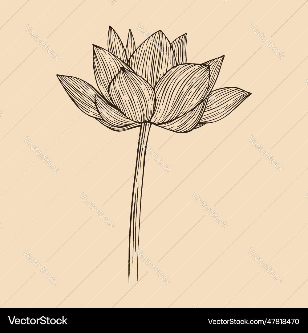 Lotus flower with line art Royalty Free Vector Image
