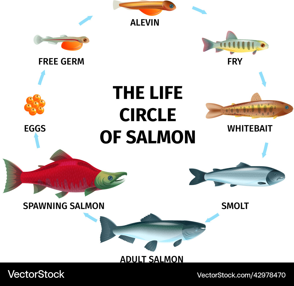 Salmon life circle composition Royalty Free Vector Image