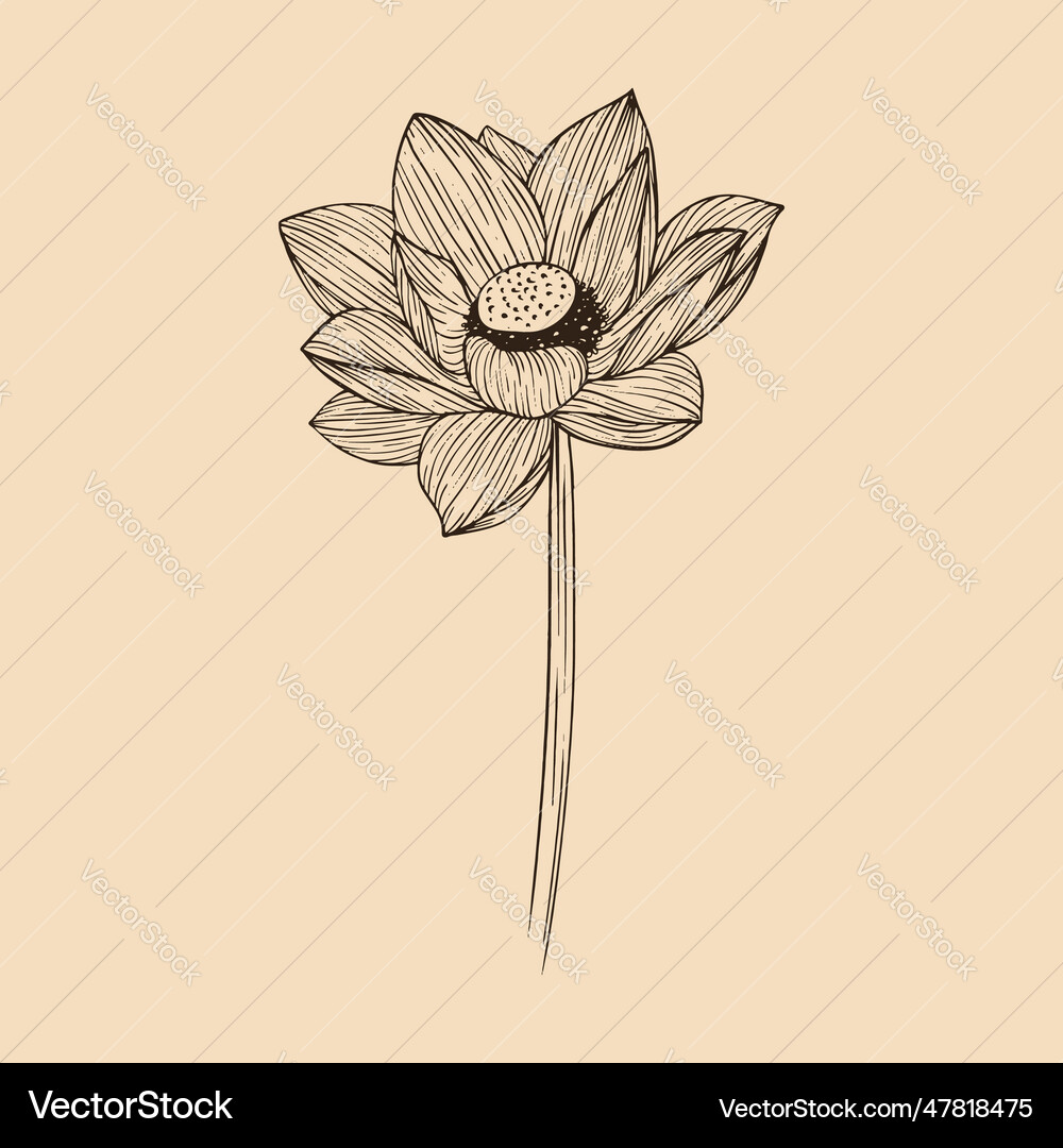 Lotus flower with line art Royalty Free Vector Image