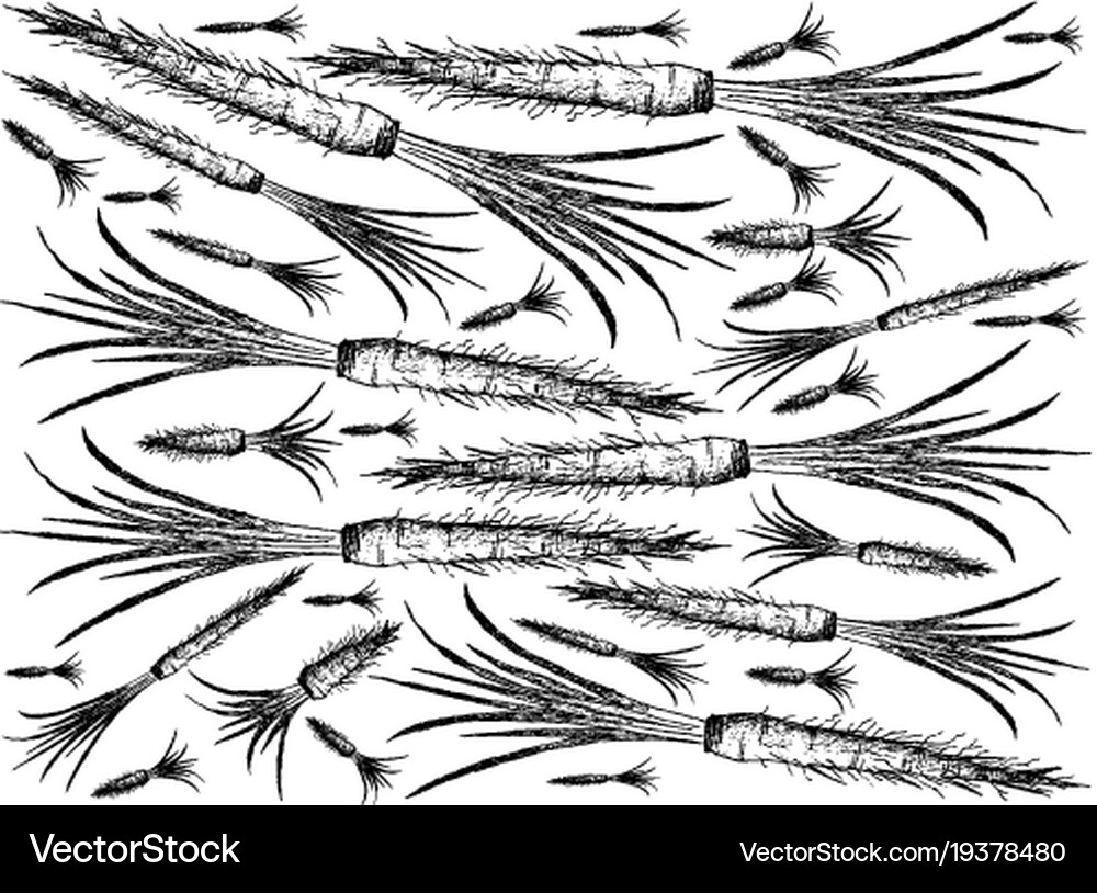 Hand drawn of salsify on white background Vector Image