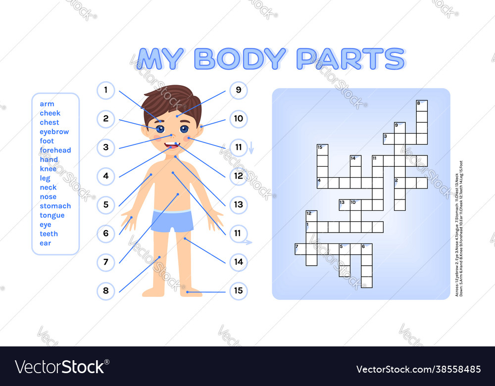 Crossword Puzzle My Body Parts For Children Vector Image