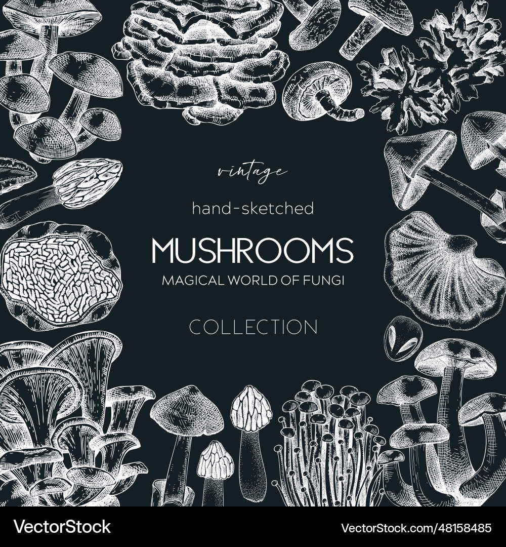 Forest mushrooms frame on chalkboard edible Vector Image