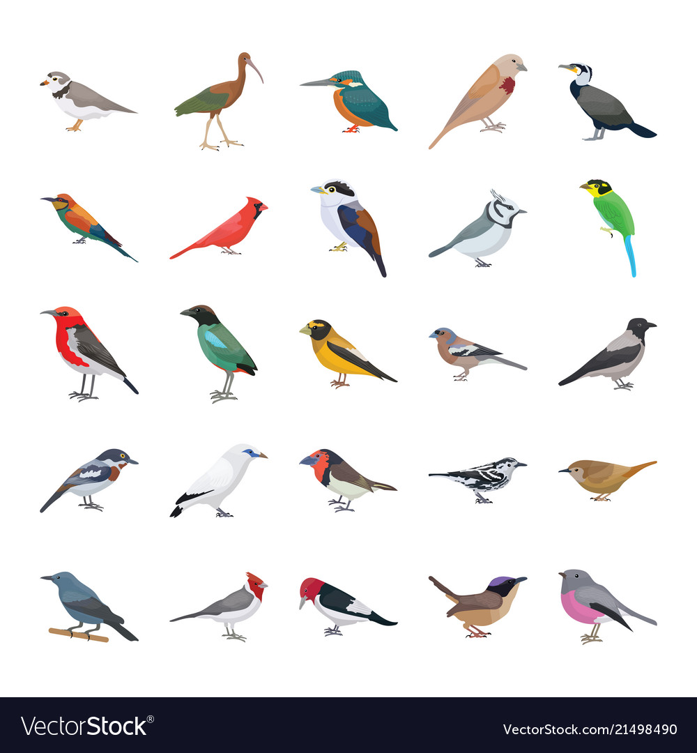 Birds flat icons collection Royalty Free Vector Image