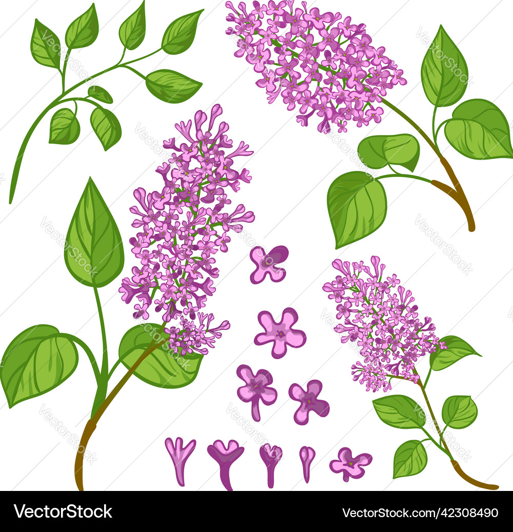 Floral set with lilacs flowers and its elements Vector Image
