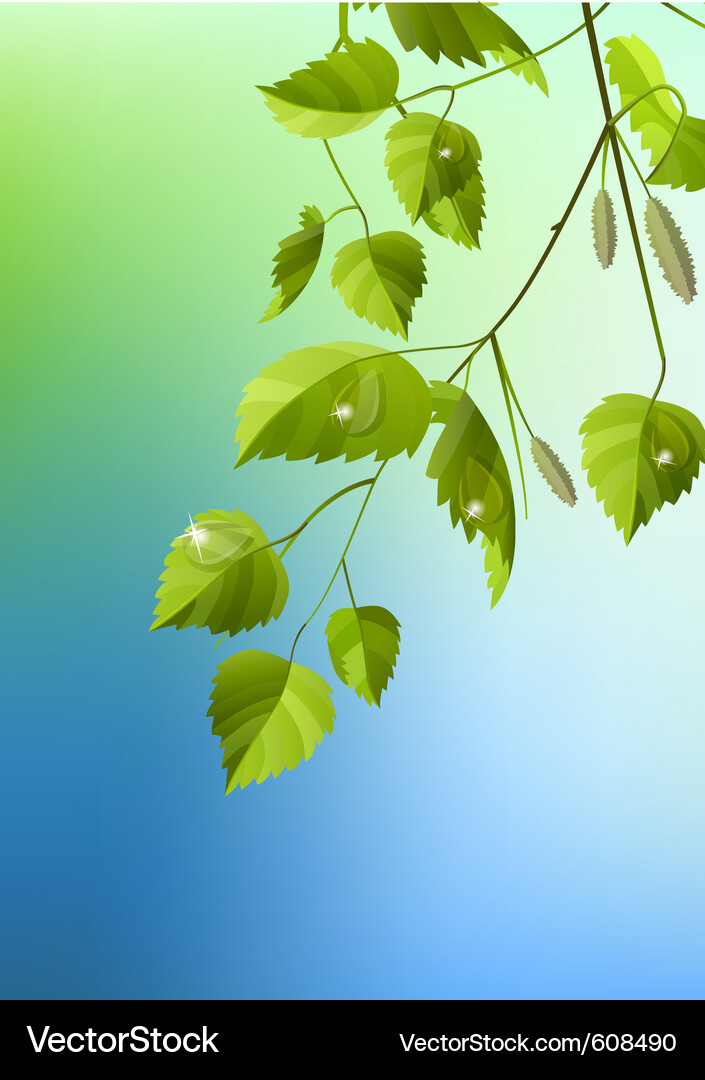 Realistic branch of birch Royalty Free Vector Image