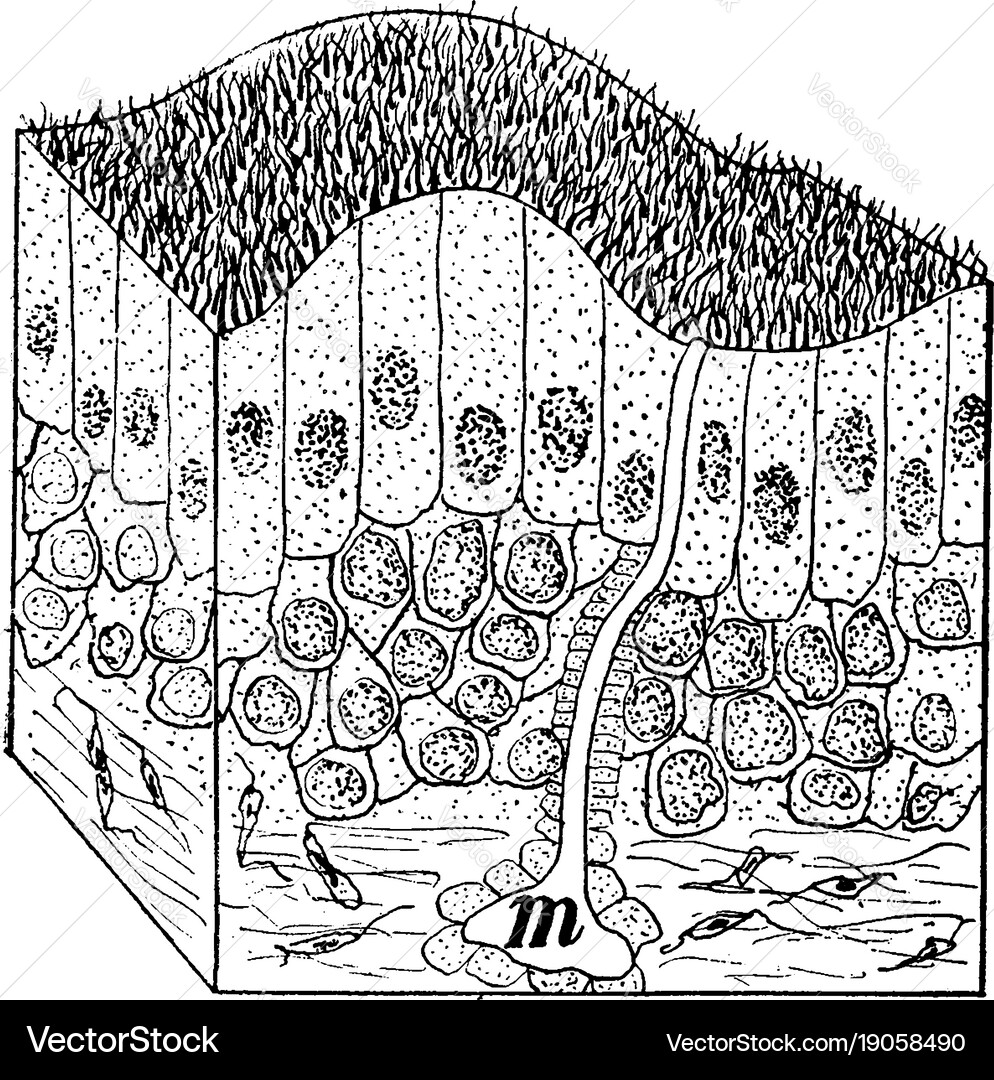 Section nasal tissue vintage line drawing Vector Image