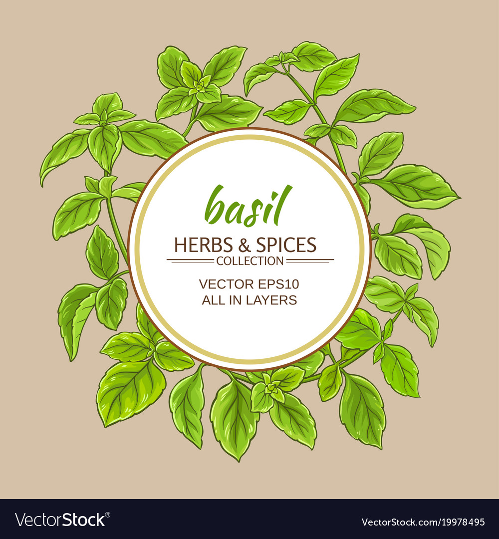 Basil frame Royalty Free Vector Image - VectorStock