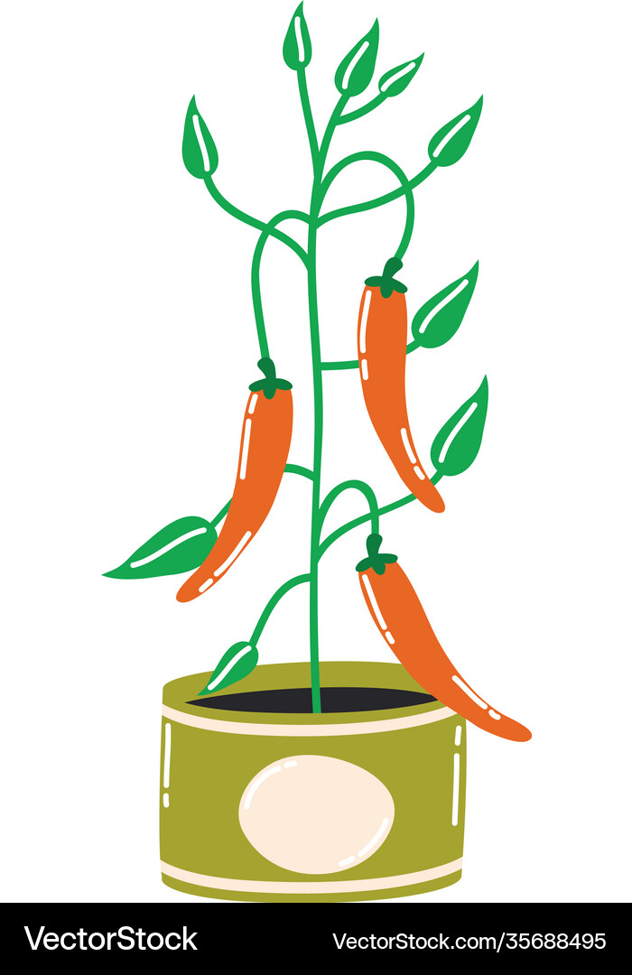 Hot chili pepper plant design Royalty Free Vector Image