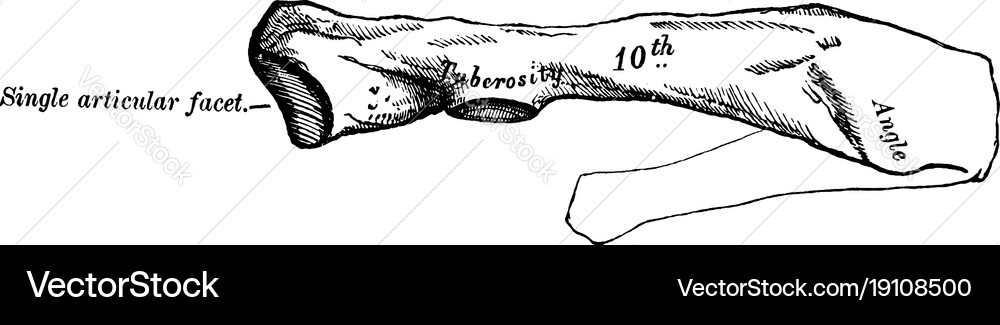 Tenth rib vintage Royalty Free Vector Image - VectorStock