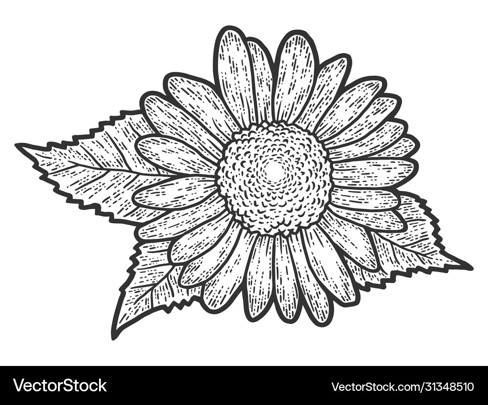 Decorative flower a sunflower sketch scratch Vector Image