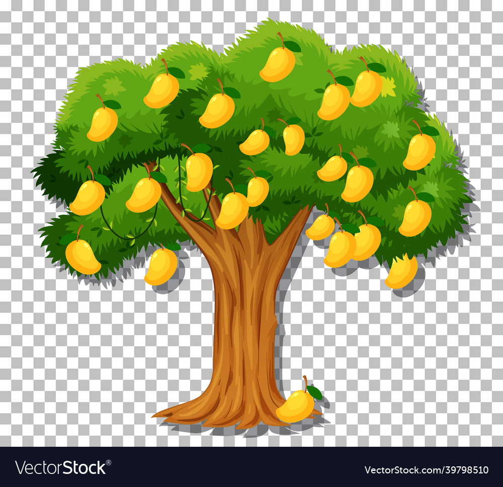 Mango tree on transparent background Royalty Free Vector