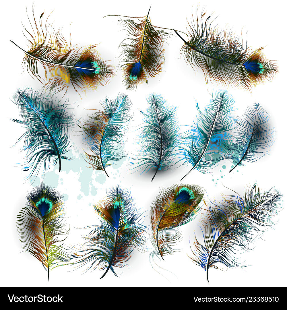 Set of realistic colorful feathers Royalty Free Vector Image