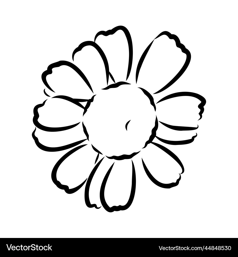 Daisy flower line art drawing hand drawn engraved Vector Image