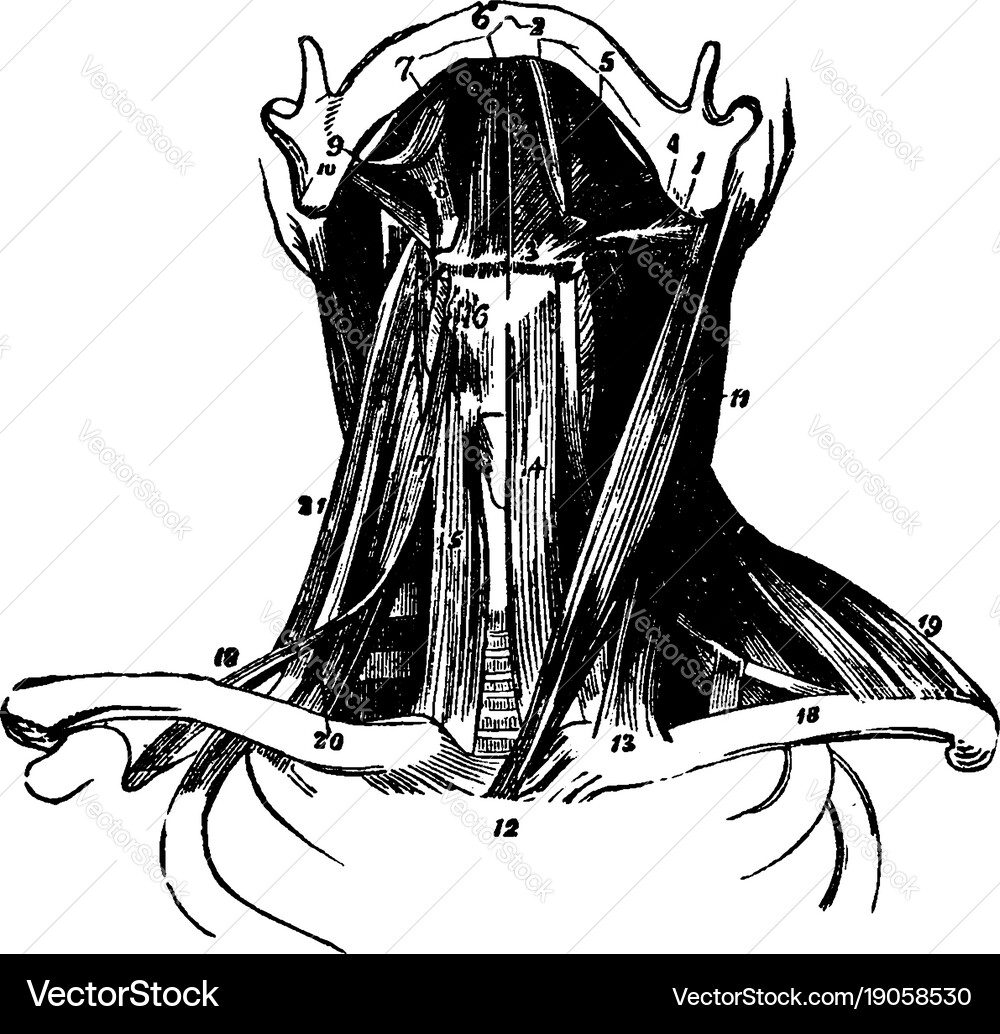 Muscles neck region vintage Royalty Free Vector Image