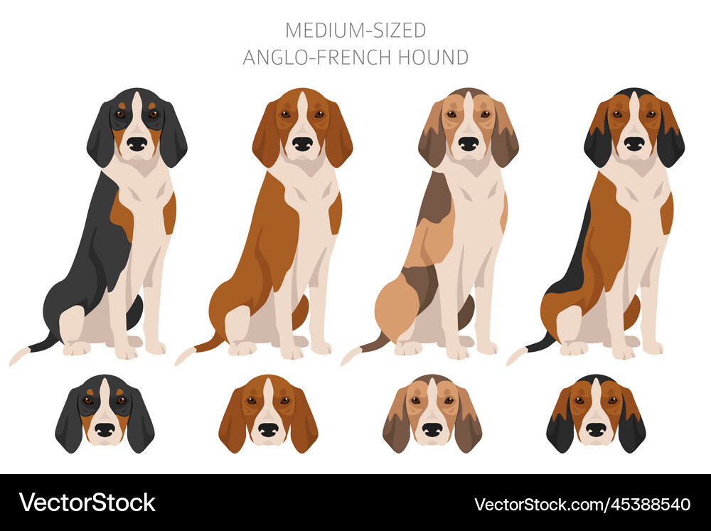 Medium sized anglo-french hound clipart different Vector Image