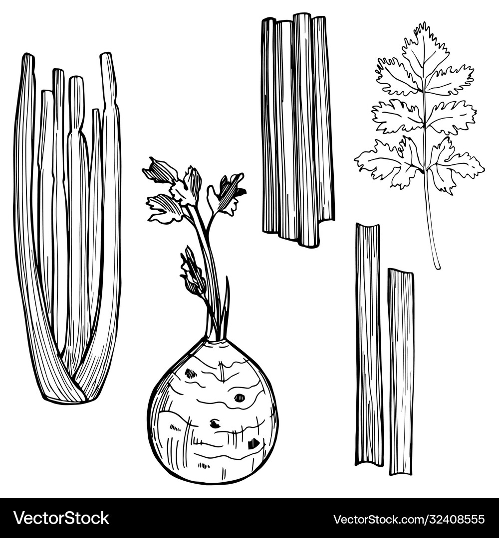 Hand drawn celery on white background sketch Vector Image