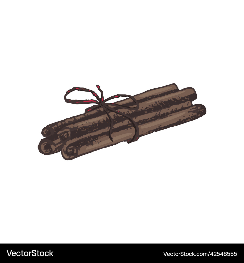 Tied cinnamon sticks drawn by hand cinnamon Vector Image
