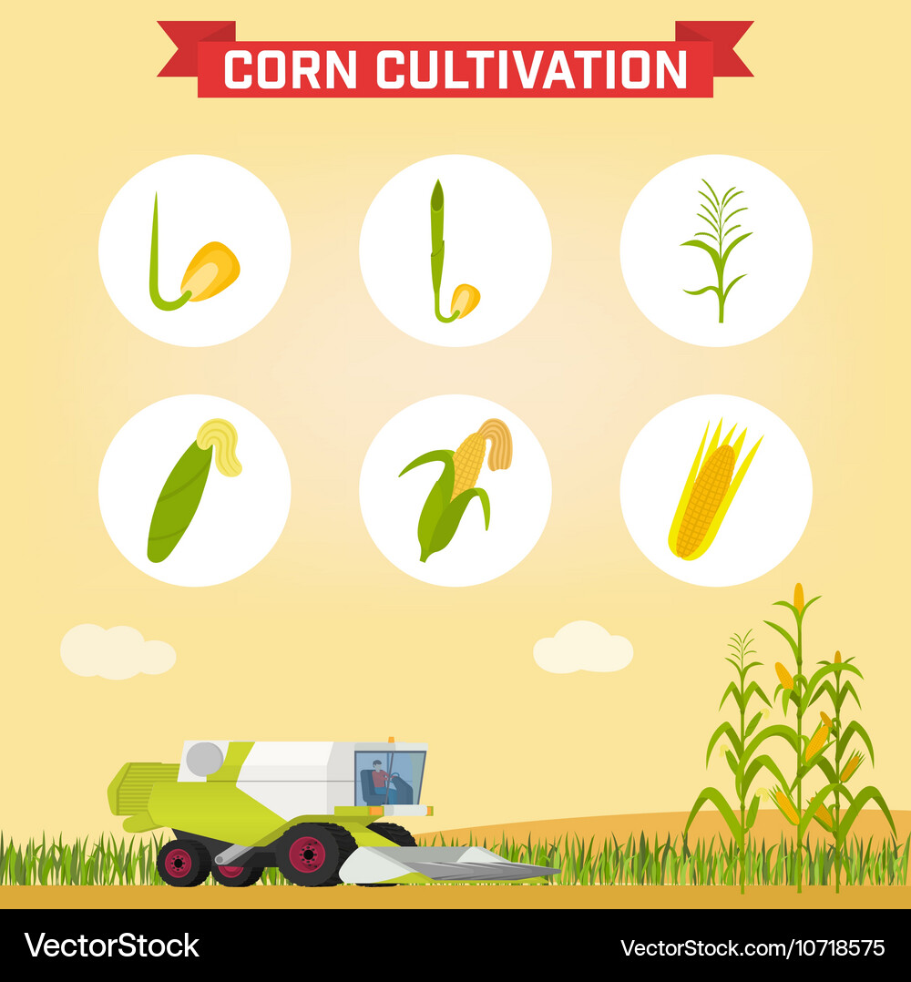 Combine for harvesting corn in the field Vector Image