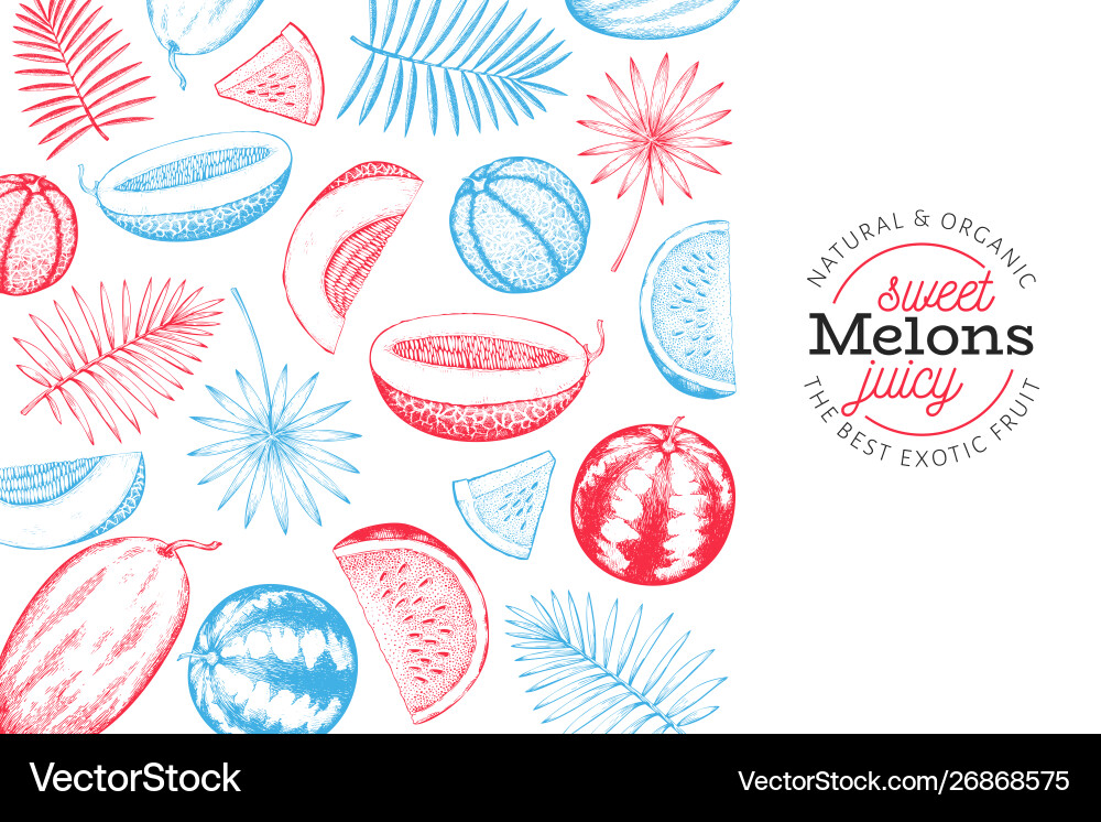 Watermelon melon and tropical leaves design Vector Image