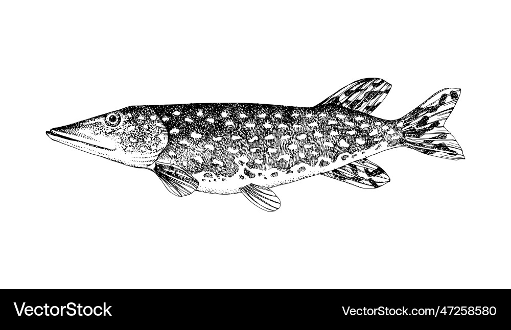 Northern pike also known as simply pike Royalty Free Vector