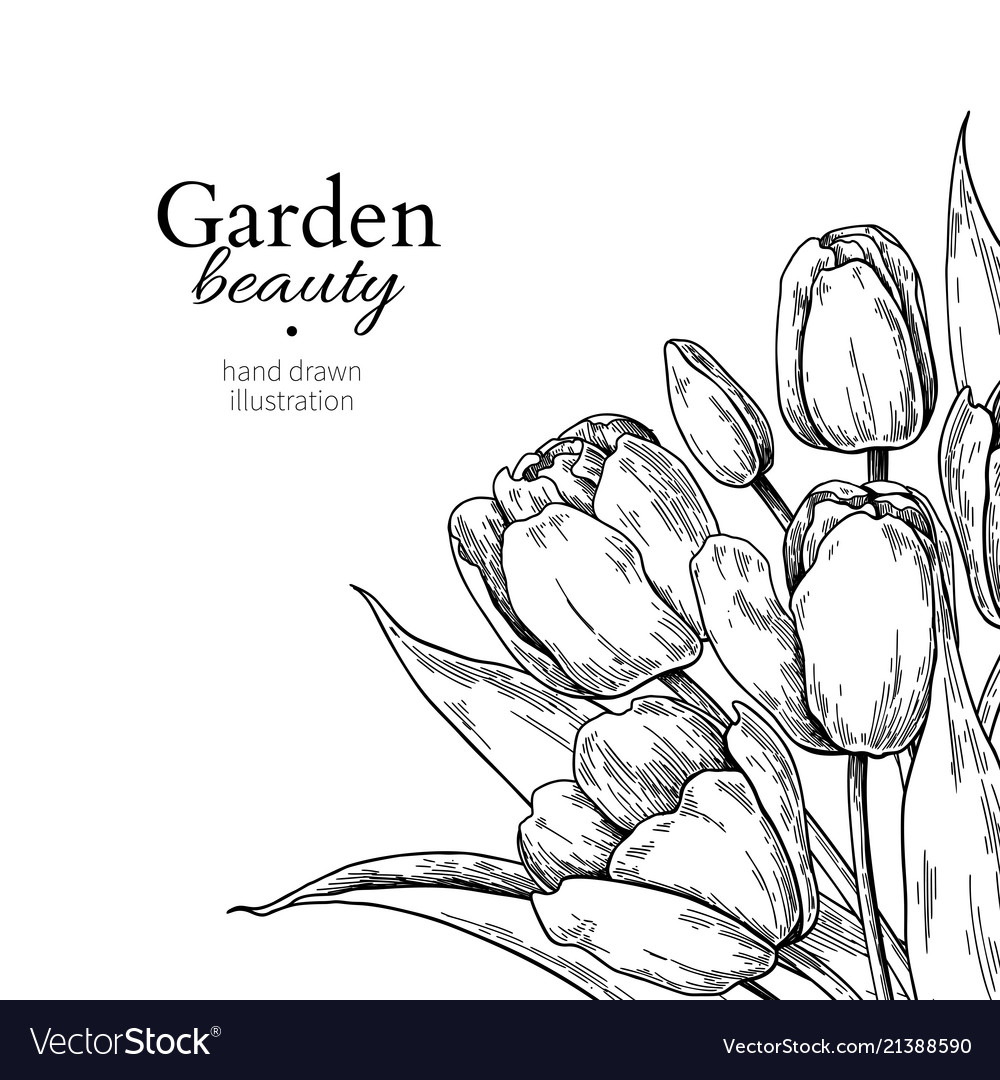Tulip flower and leaves drawing border Royalty Free Vector Tulip flower and leaves drawing border Royalty Free Vector
