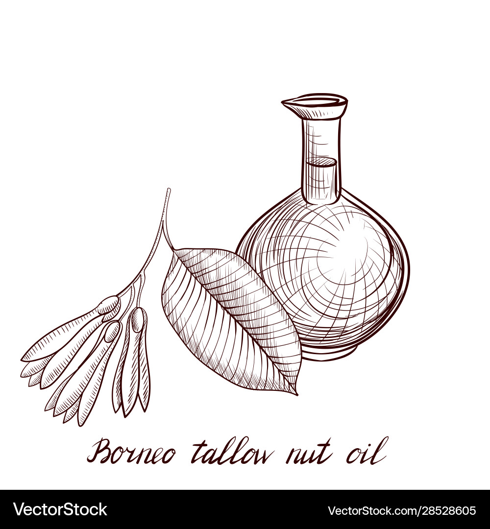 Drawing borneo tallow nut oil Royalty Free Vector Image