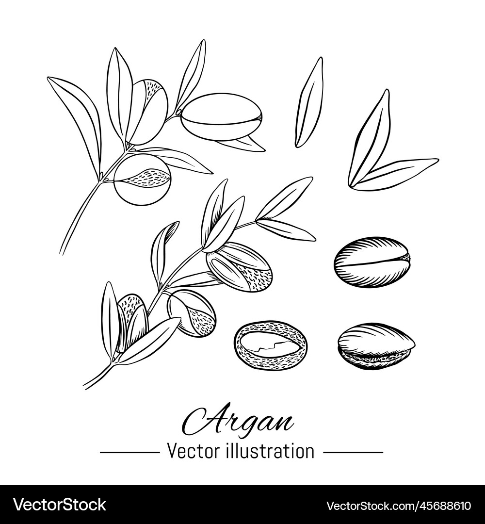 Argan plant hand drawn collection Royalty Free Vector Image