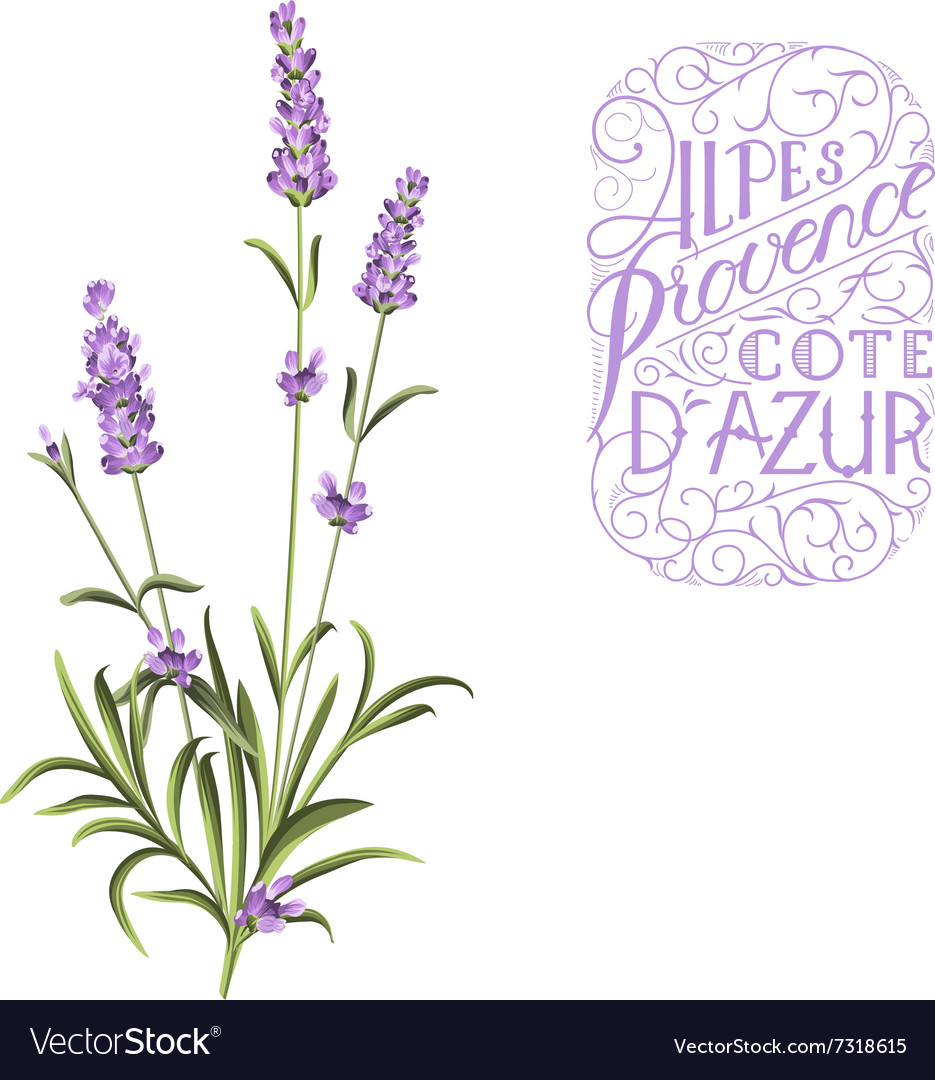 Lavender sign label Royalty Free Vector Image - VectorStock