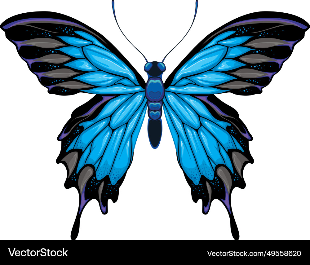 Butterfly top view isolated animal Royalty Free Vector Image