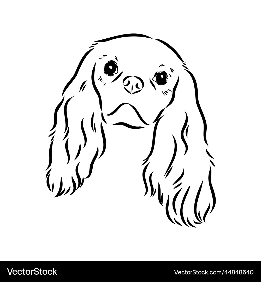Cavalier king charles dog image silhouette Vector Image