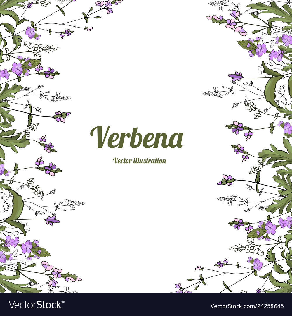 Template verbena 2 Royalty Free Vector Image - VectorStock