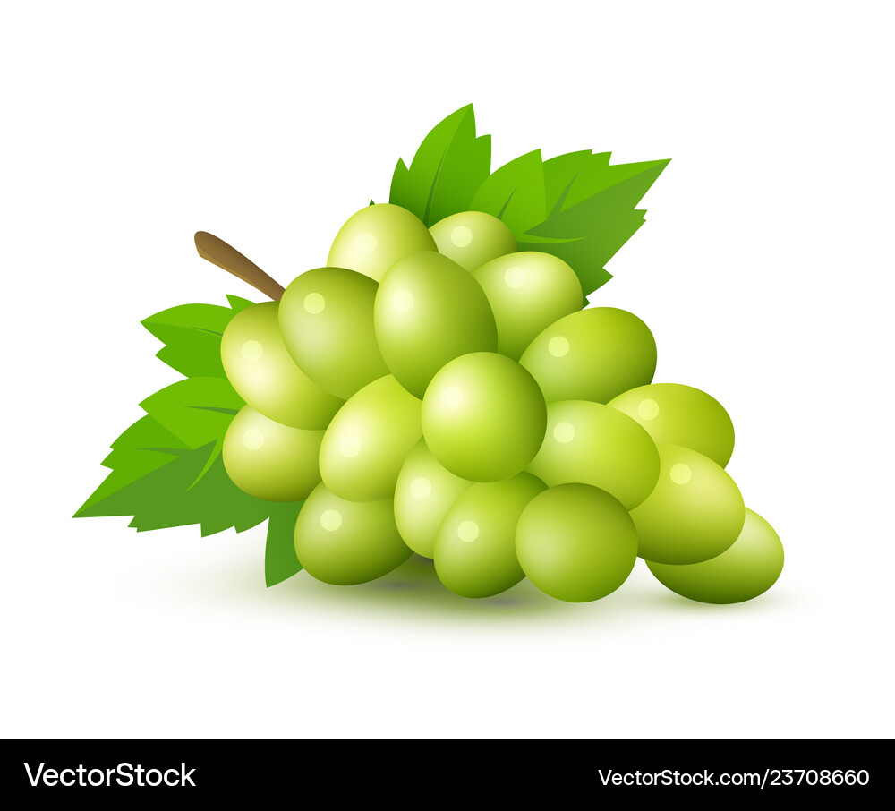 Green grape with leaves and clipping path Vector Image