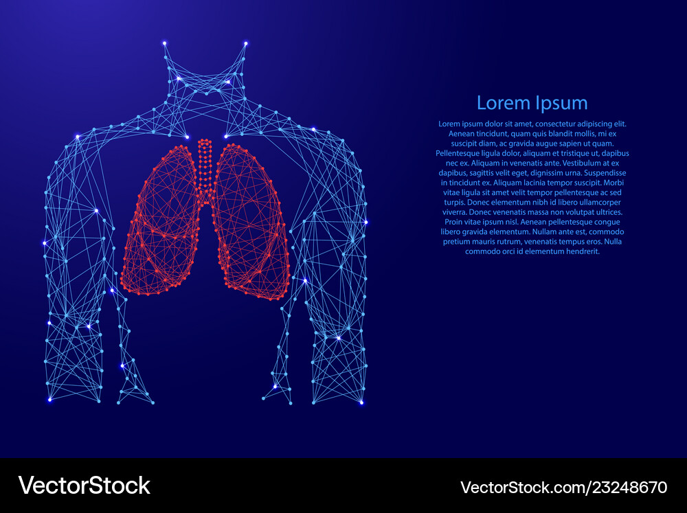 Man torso lungs anatomic organ inside medicine Vector Image