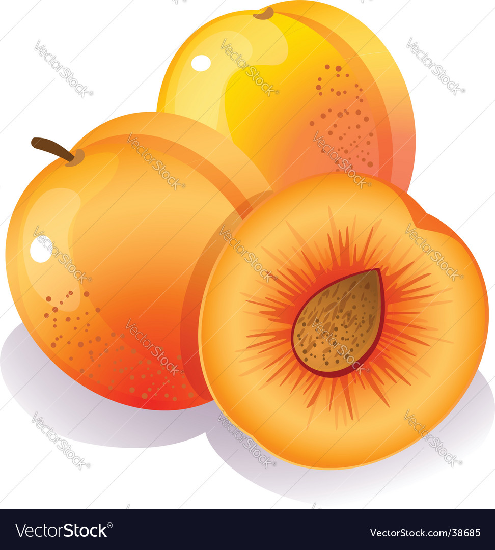 Peach Royalty Free Vector Image - VectorStock